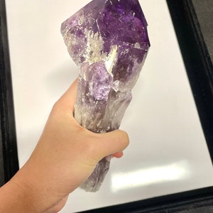 Big Natural Scepter Dragon Tooth Amethyst, Rare Find, 7.5" Unpolished ...
