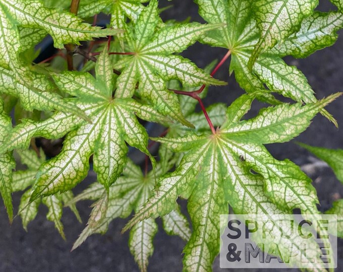 Acer Palmatum ‘ghost Dancer’ Japanese Maple - Etsy