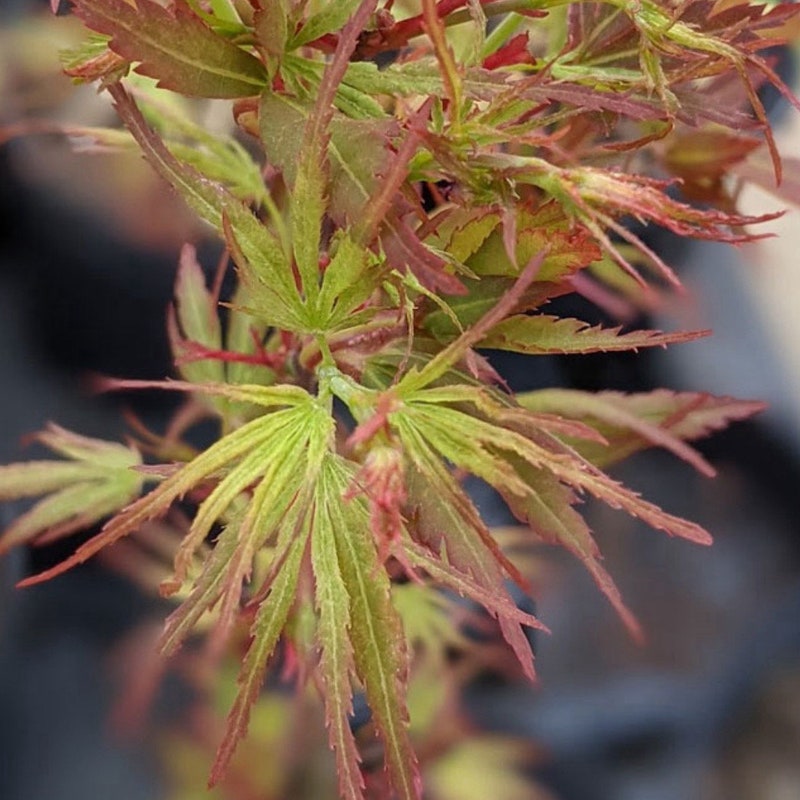 Acer Palmatum - Etsy