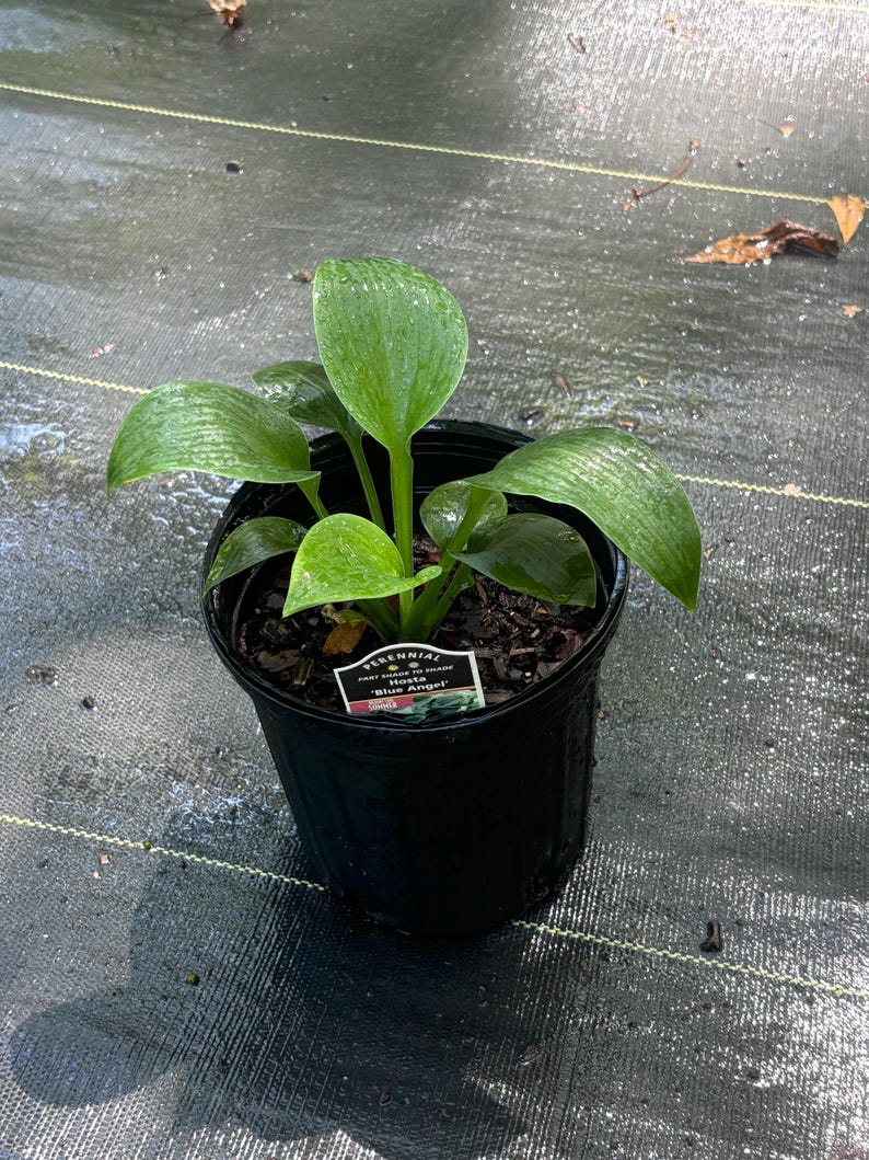 Hosta ‘blue Angel’ - Etsy