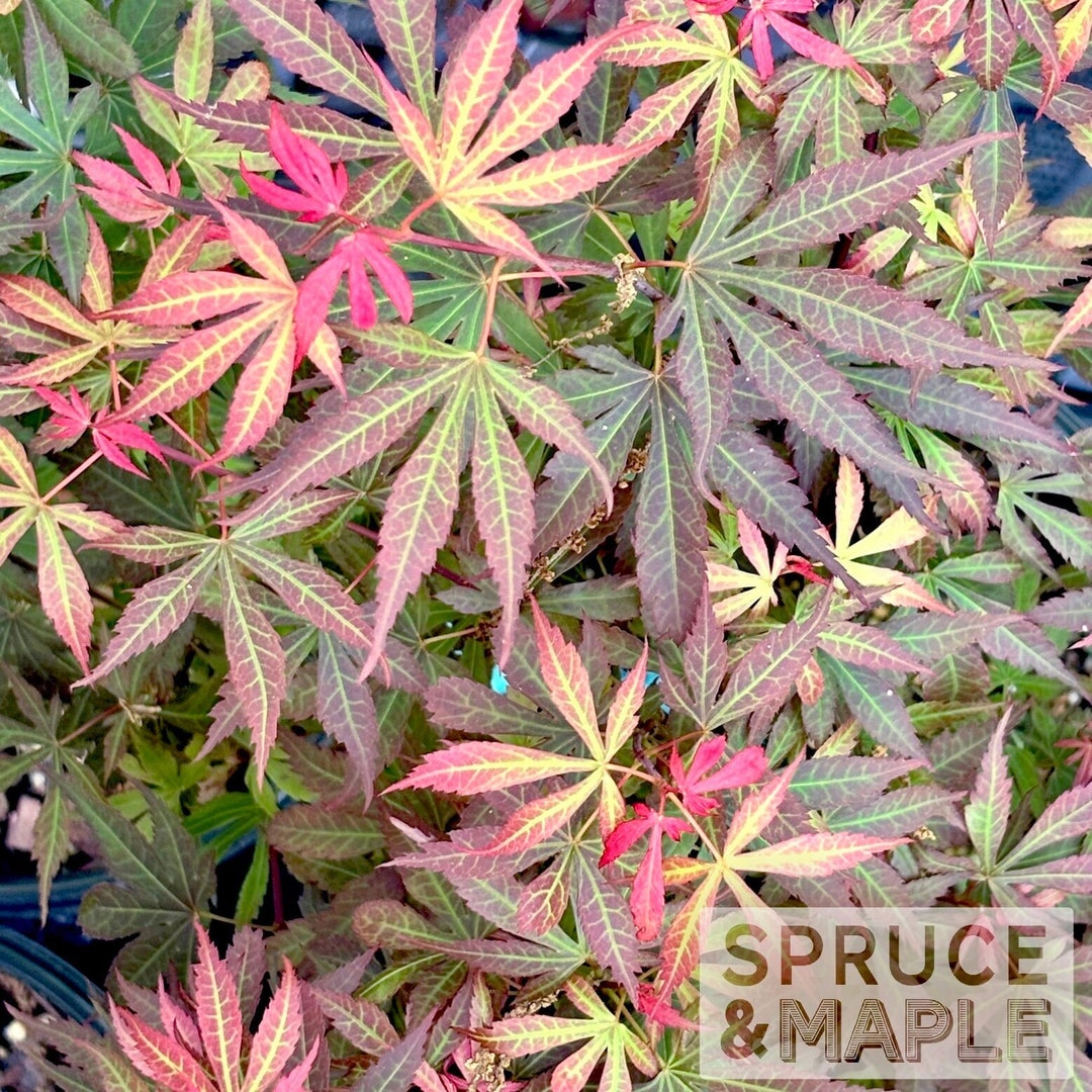 Acer Palmatum elizabeth Japanese Maple - Etsy