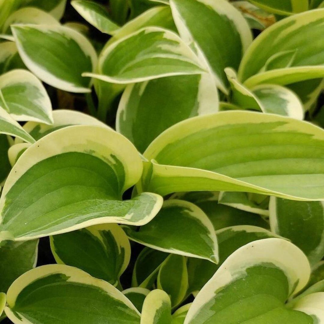 Hosta ‘american Halo’ - Etsy