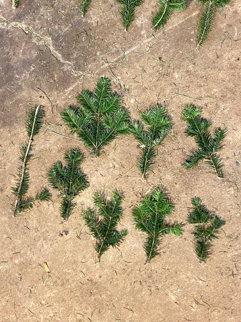 4lb- Balsam Fir Bough TIPS Fresh Evergreens - Etsy