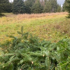 4lb- Balsam Fir Bough TIPS Fresh Evergreens - Etsy