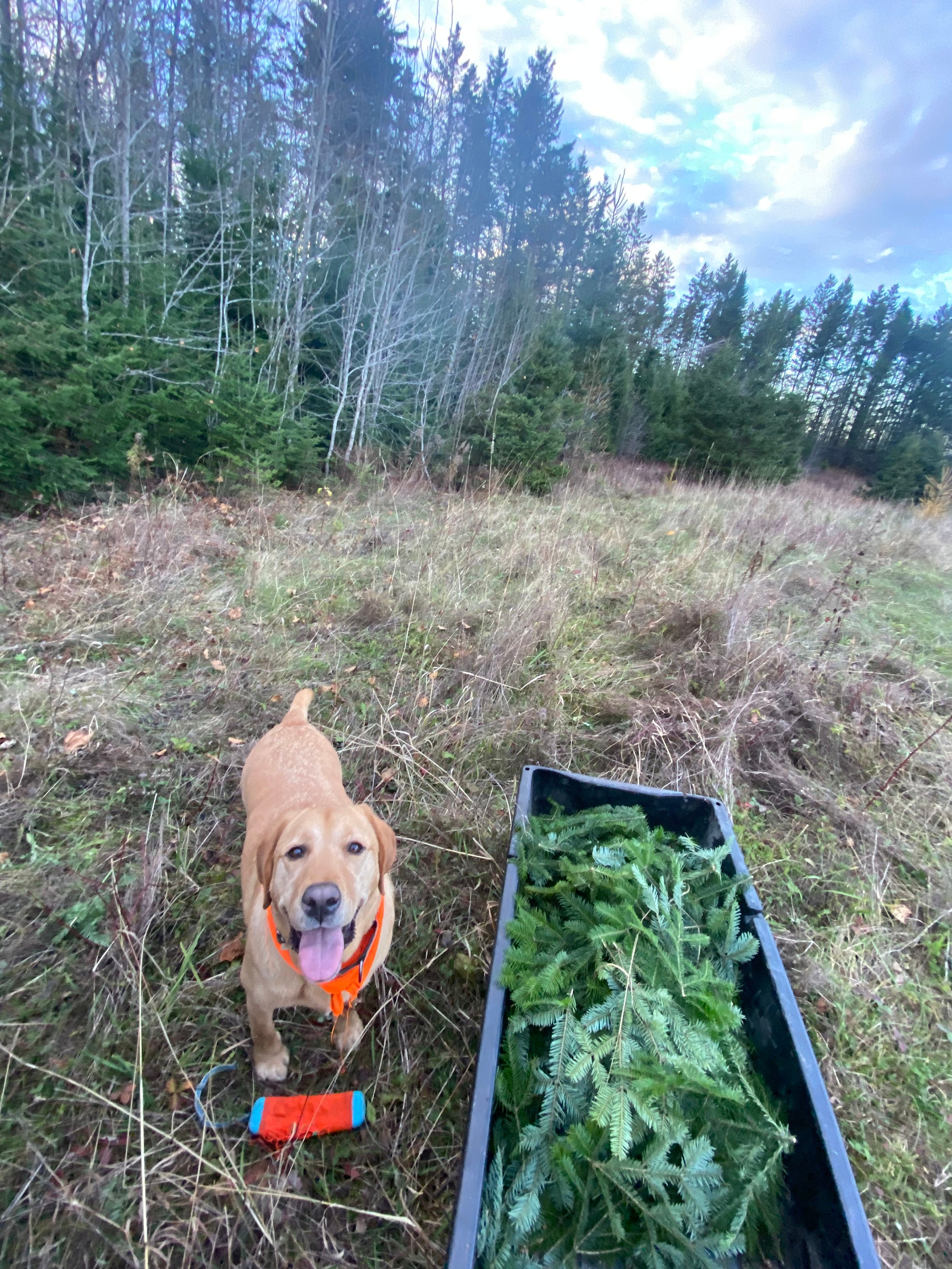 4lb- Balsam Fir Bough TIPS Fresh Evergreens - Etsy