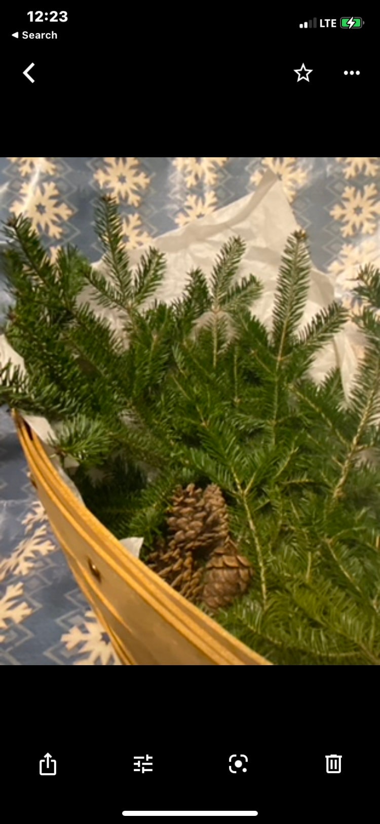 4lb- Balsam Fir Bough TIPS Fresh Evergreens - Etsy