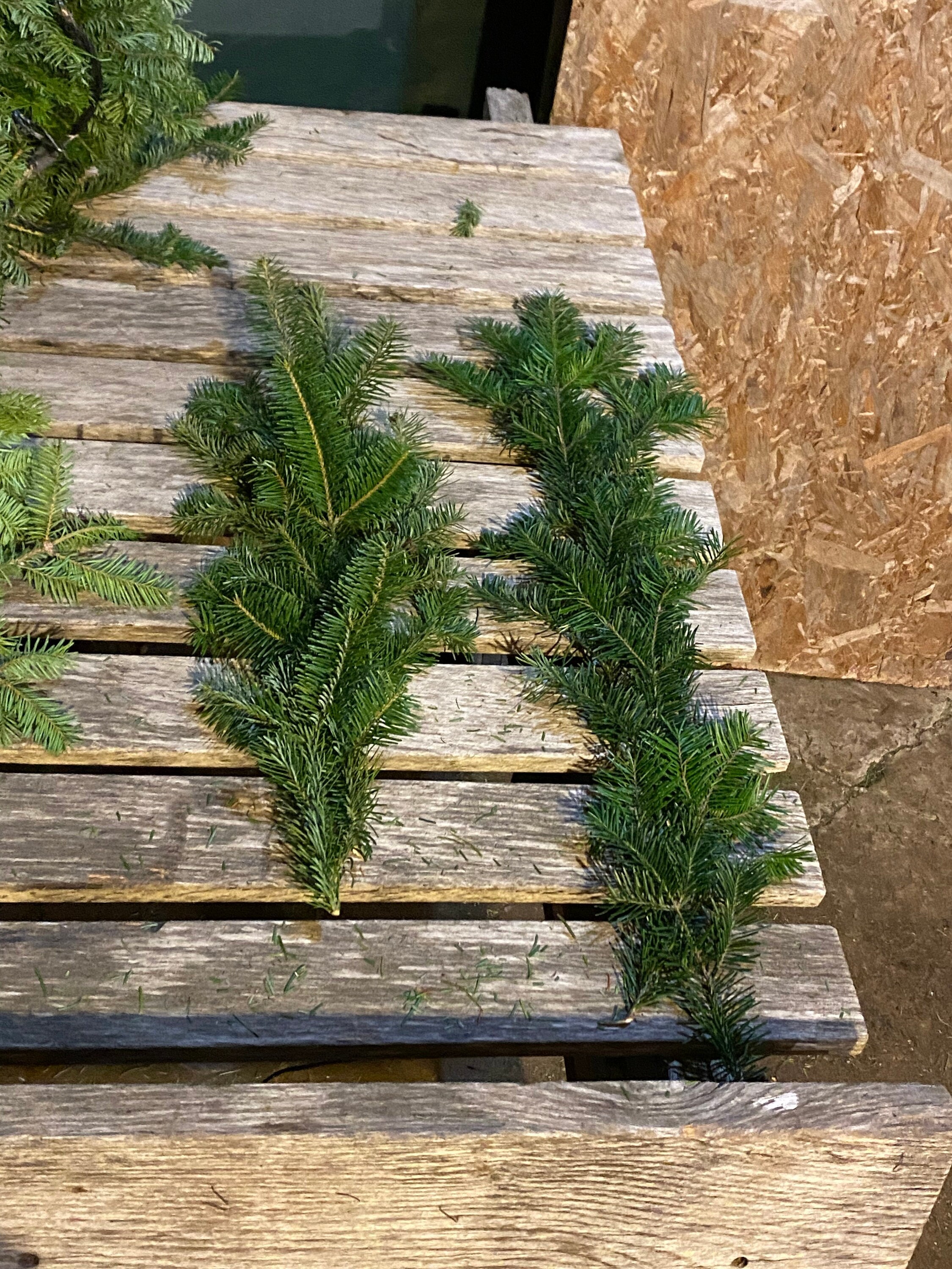 4lb- Balsam Fir Bough TIPS Fresh Evergreens - Etsy
