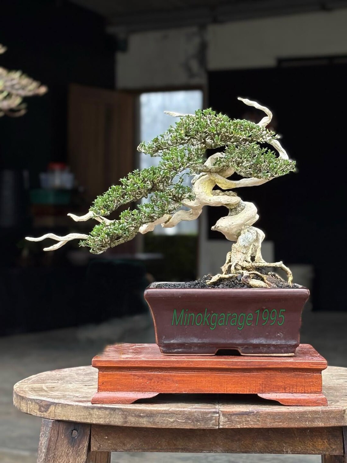 Bonsai Tree Serissa Micro Tanuki - Etsy