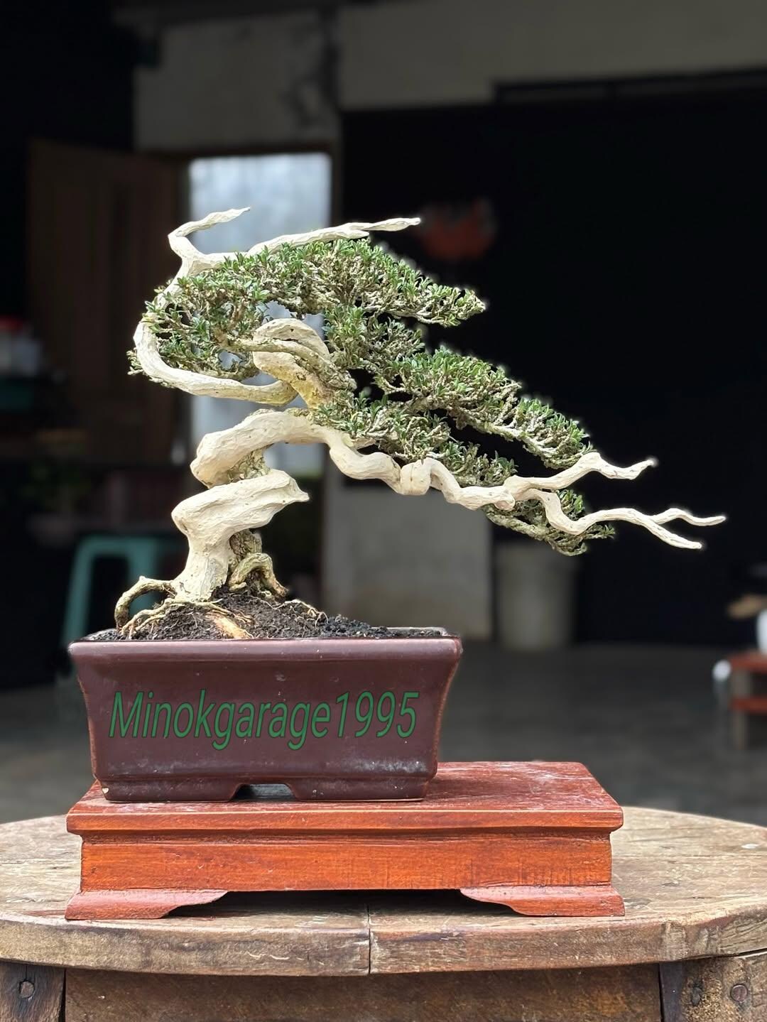 Bonsai Tree Serissa Micro Tanuki - Etsy