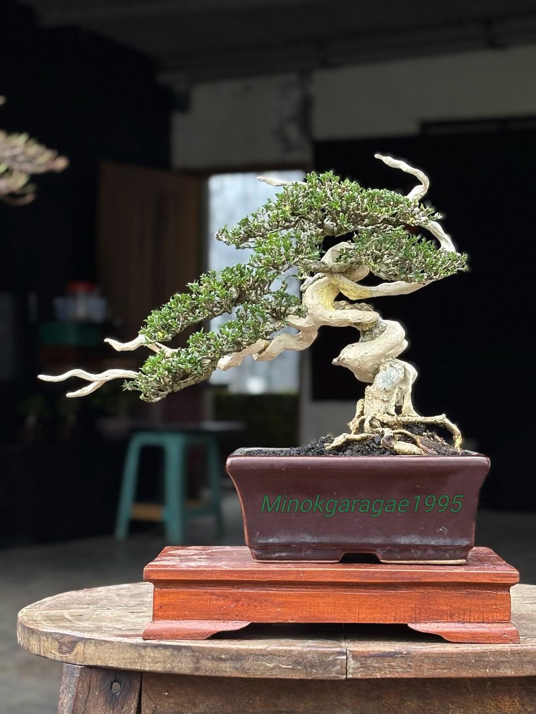 Bonsai Tree Serissa Micro Tanuki - Etsy
