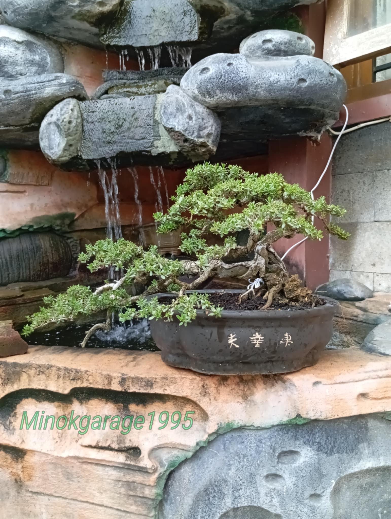 Bonsai Tree Pemphis Acidula Best - Etsy