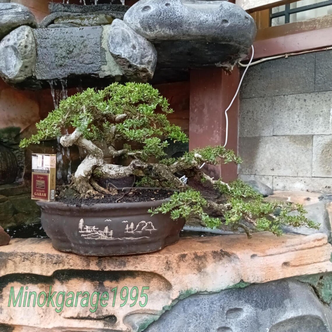 Bonsai Tree Pemphis Acidula Best - Etsy