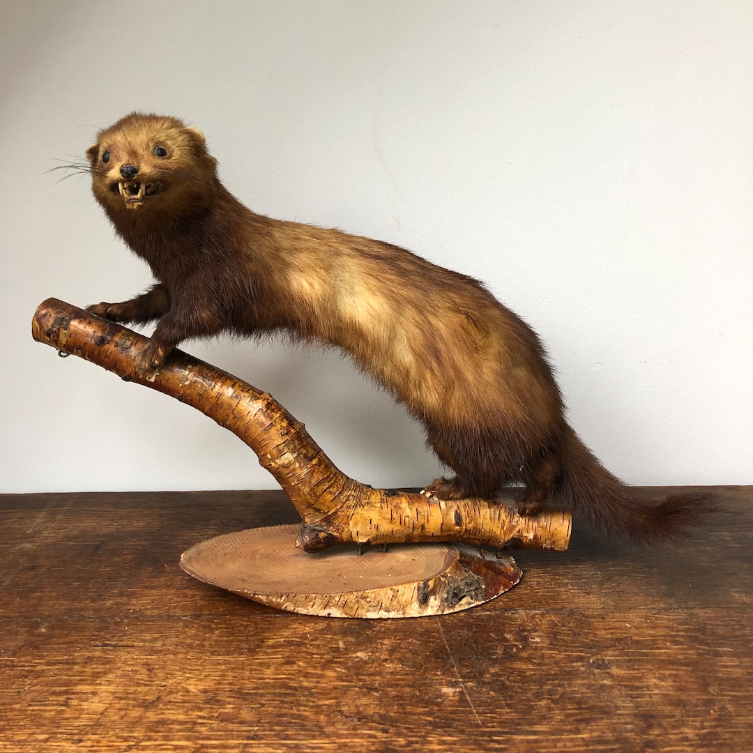 Vintage Taxidermy European Mink ? Polecat? - Natural Born Killer ...