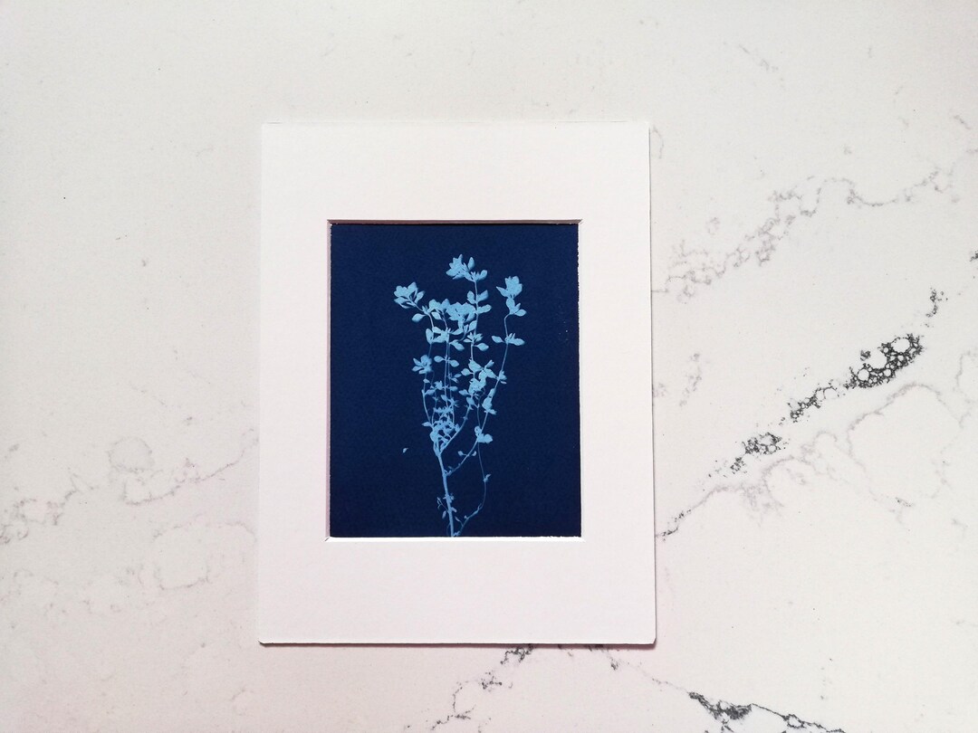 Branch of Thyme, Cyanotype Ready to Frame - Etsy