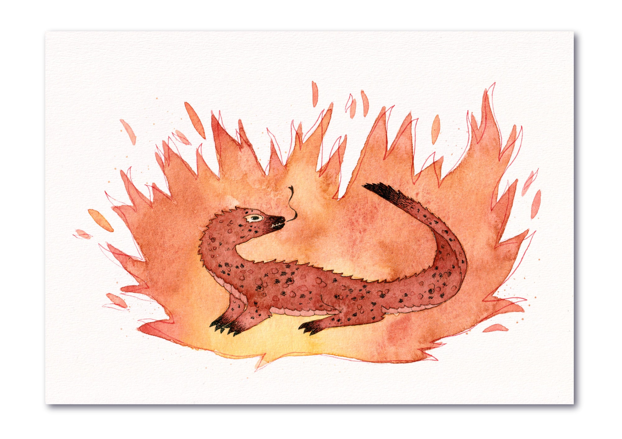 Fire Salamander Drawing