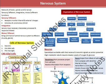 Neurological System Med Surg Study Notes, Nervous System Disorders, 21 ...