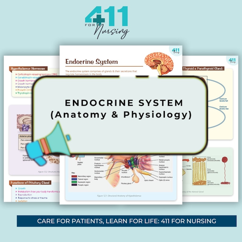 Endocrine System A&P | Study Notes | Digital Download - Etsy