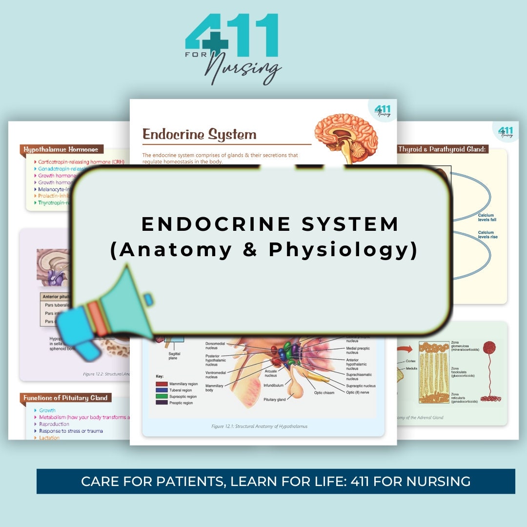 Endocrine System A&P | Study Notes | Digital Download - Etsy