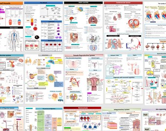 Body Systems Posters - Etsy