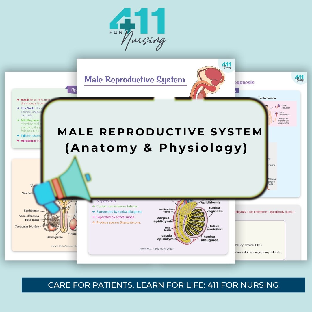 Male Reproductive System Study Notes revision Notes study Posters ...