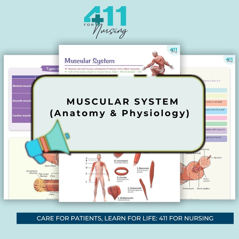 Muscular System | High Level Overview |revision Notes |study Posters ...