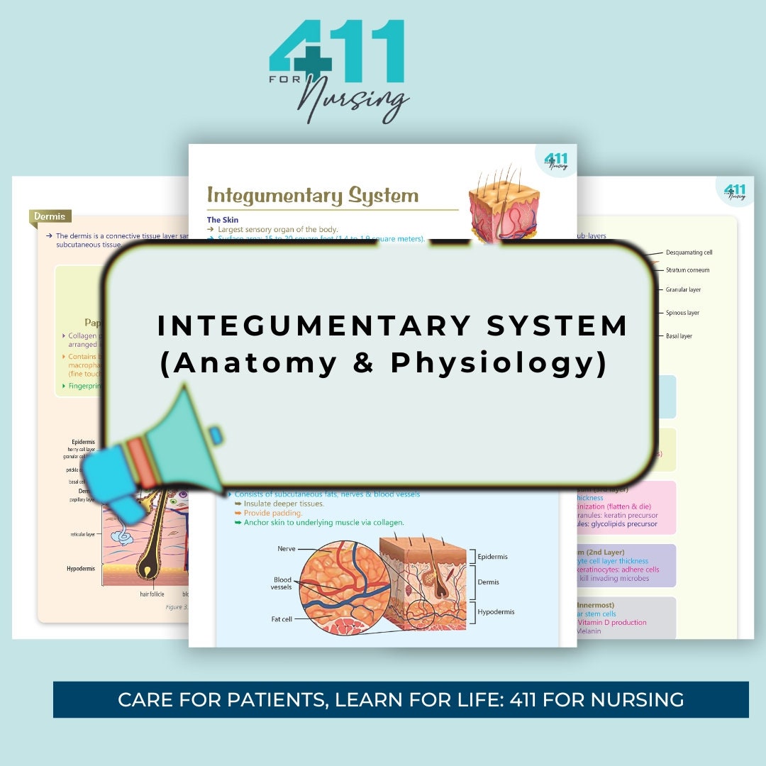 Integumentary System Anatomy & Physiology Study Notes revision Notes ...