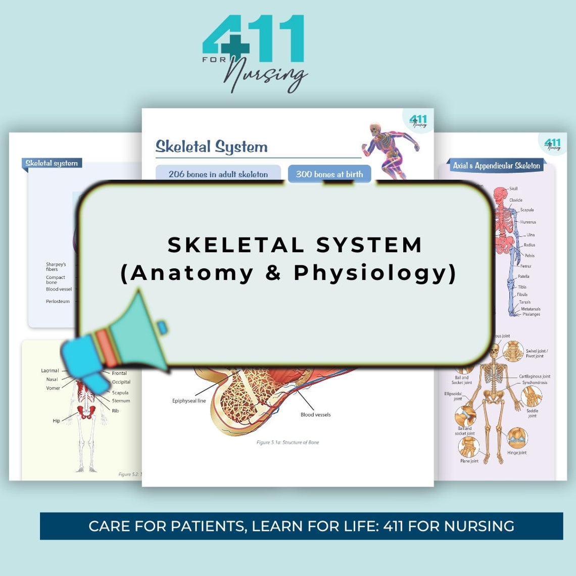 Skeletal System Study Notes A&P High Level Overview revision Notes ...