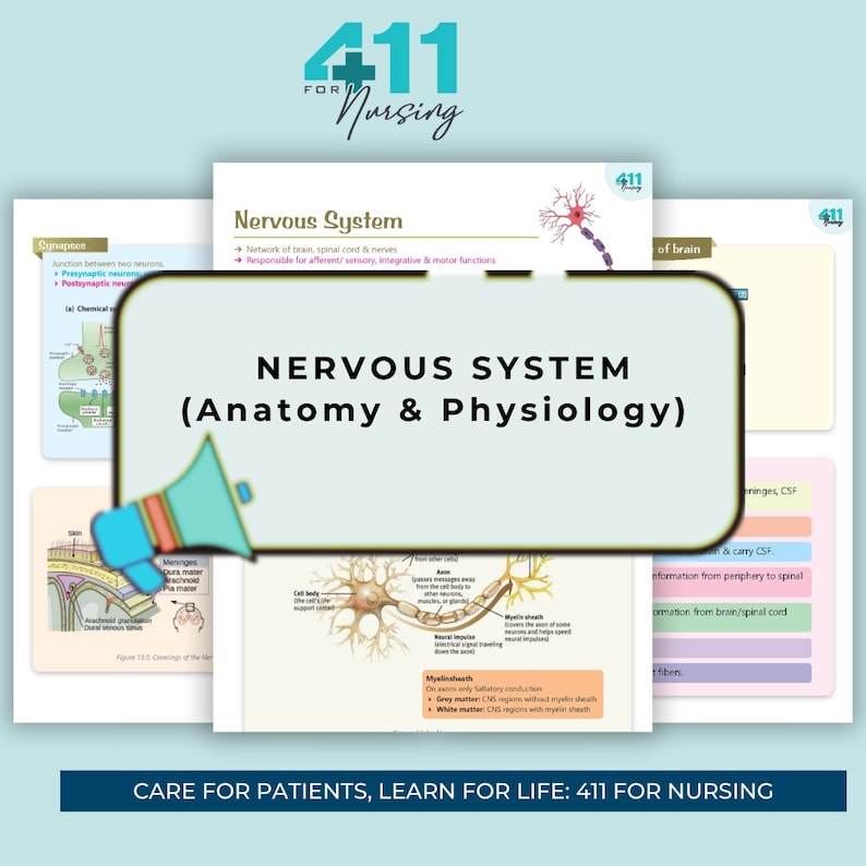 Nervous System Anatomy & Physiology Essential Bundle |revision Notes ...