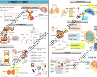Endocrine System Study Guide Nursing Study Notes Digital Download ...
