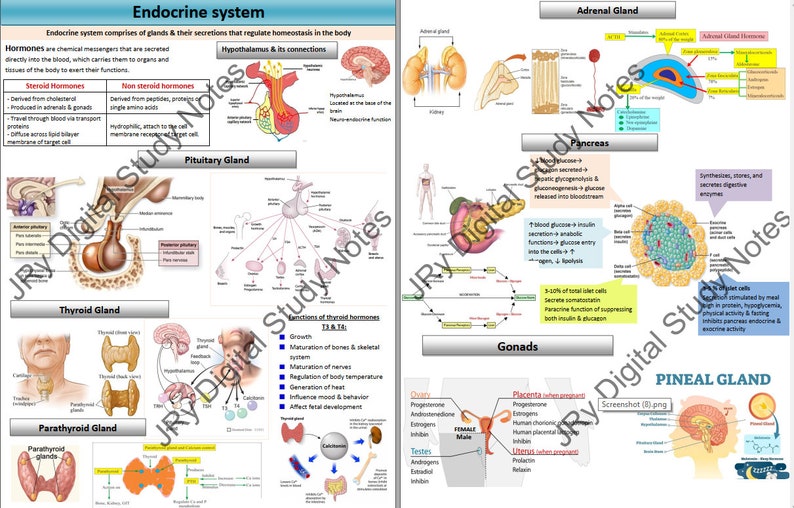 ENDOCRINE System Study Notes Digital Download - Etsy