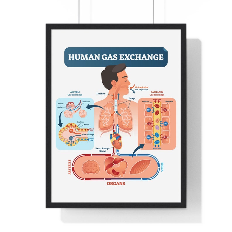 Human GAS-EXCHANGE SYSTEM - Etsy