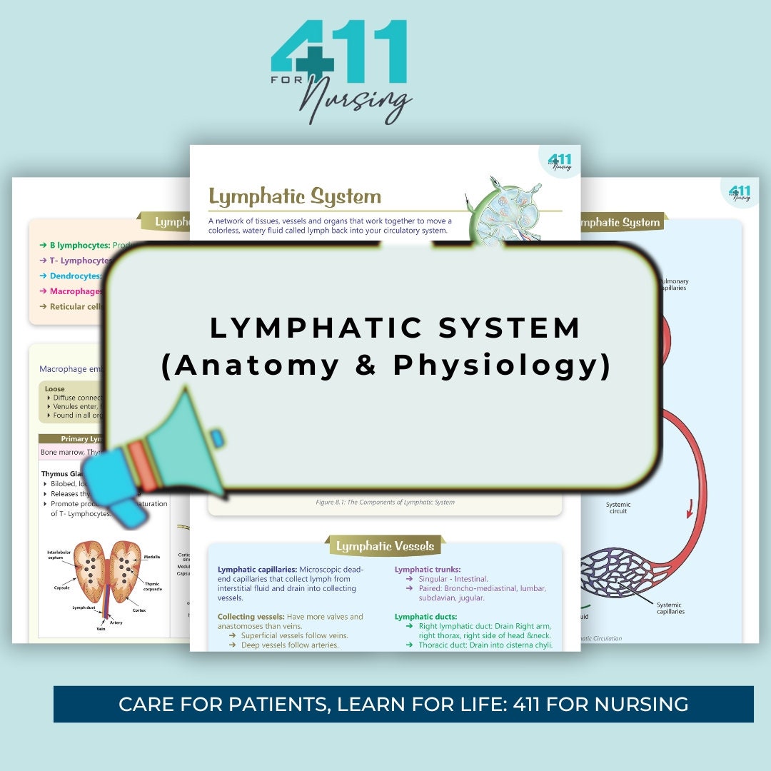 Lymphatic System A&P | Study Notes | Digital Download - Etsy