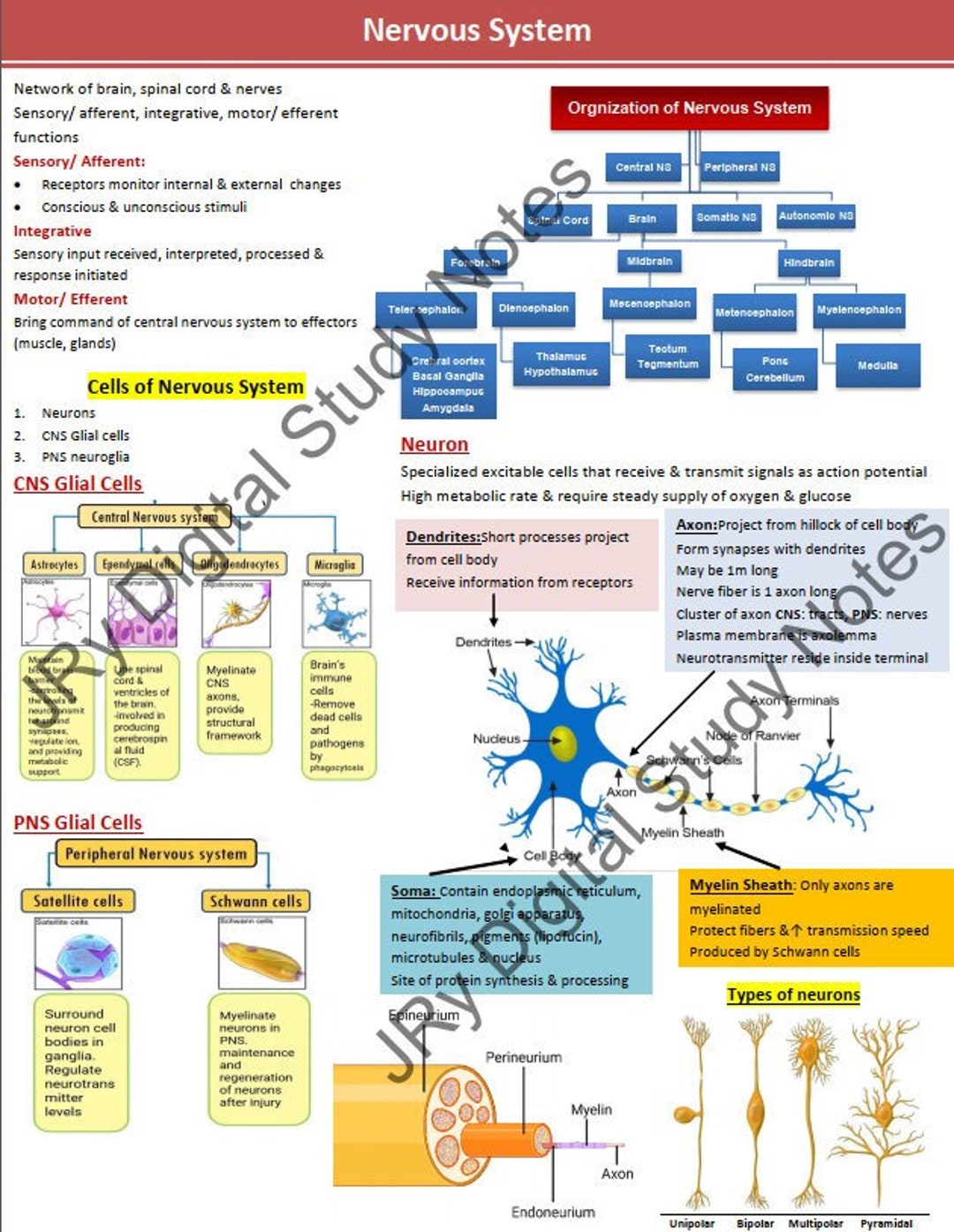 NERVOUS System Study Notes Digital Download - Etsy