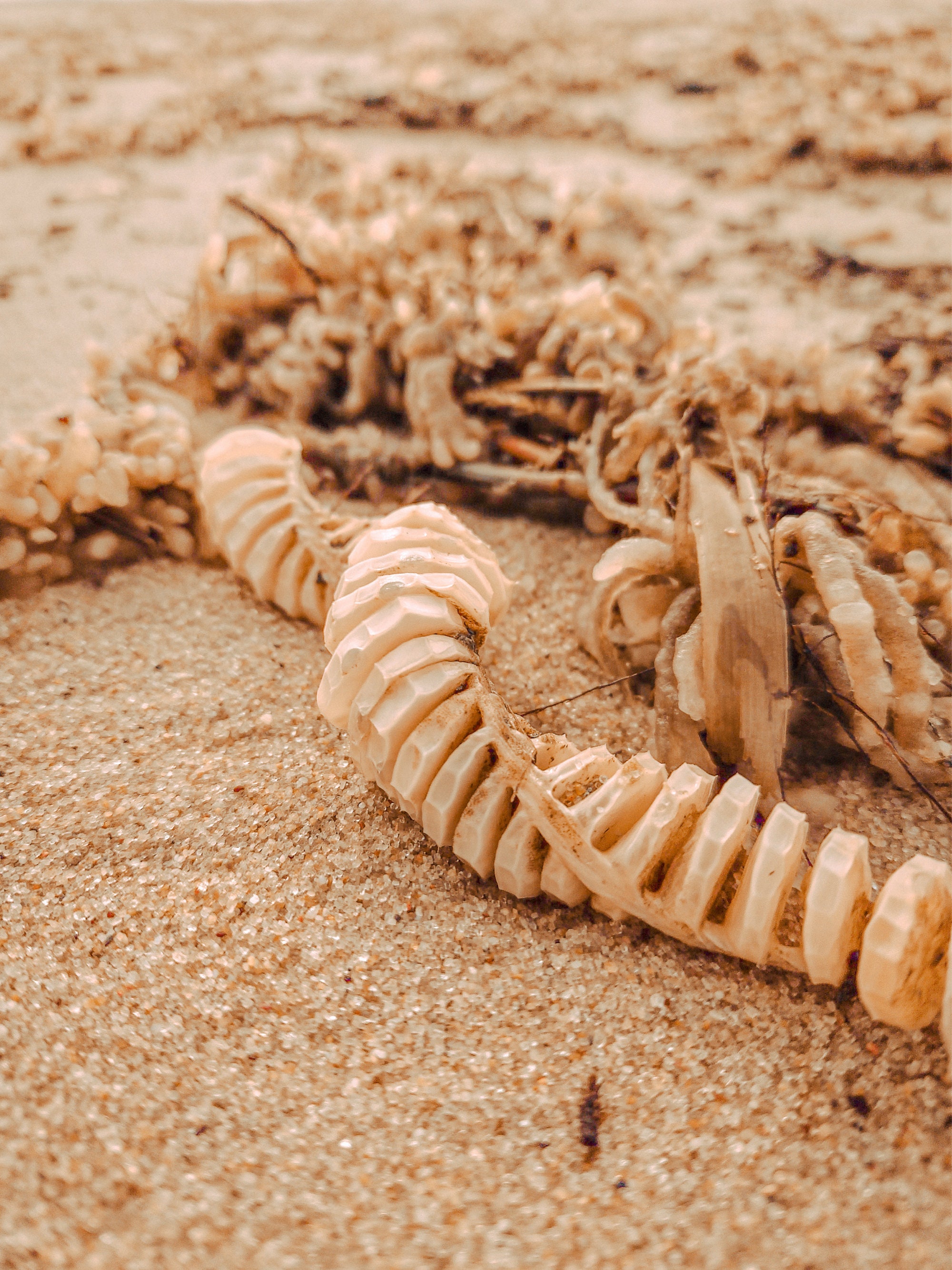 Mermaid's Purse Printable Art- Conch Shell Casing Seashore- Nautical ...