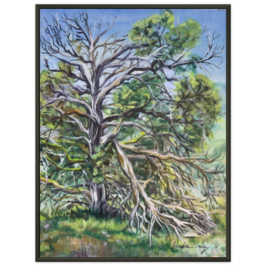 Old Growth Juniper Tree, Reproduction Print, Premium Matte Paper Metal ...