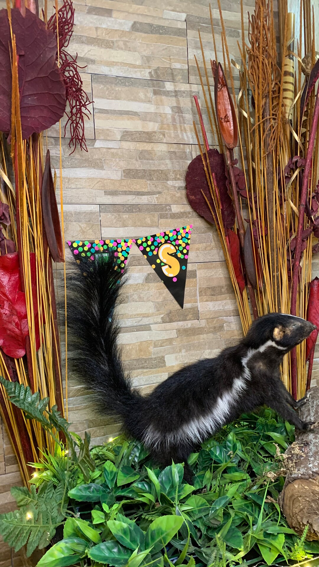 Taxidermy Skunk - Etsy