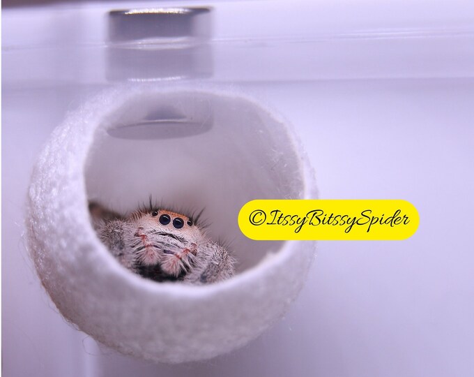 Acorn Jumping Spider Enclosure, Sling Jumping Spider Container Home ...