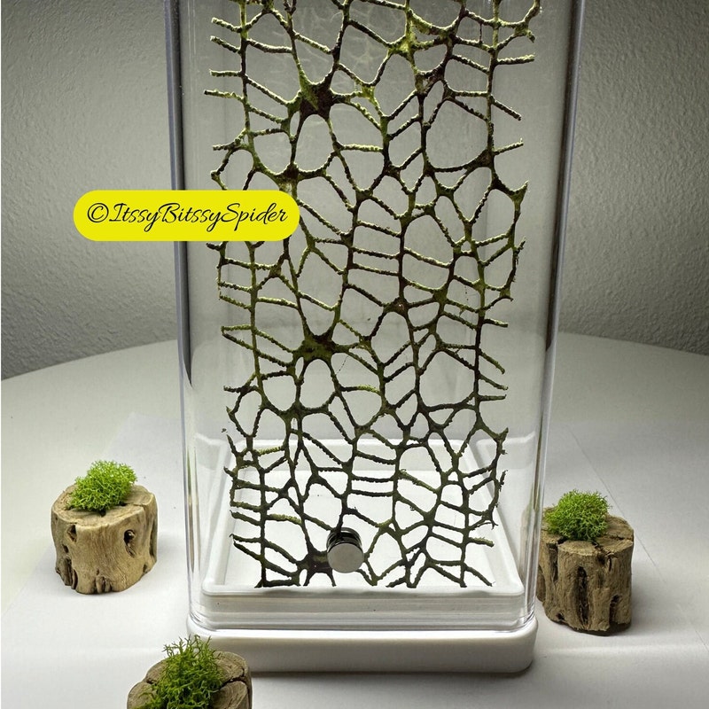 Spider Ribbon - Etsy