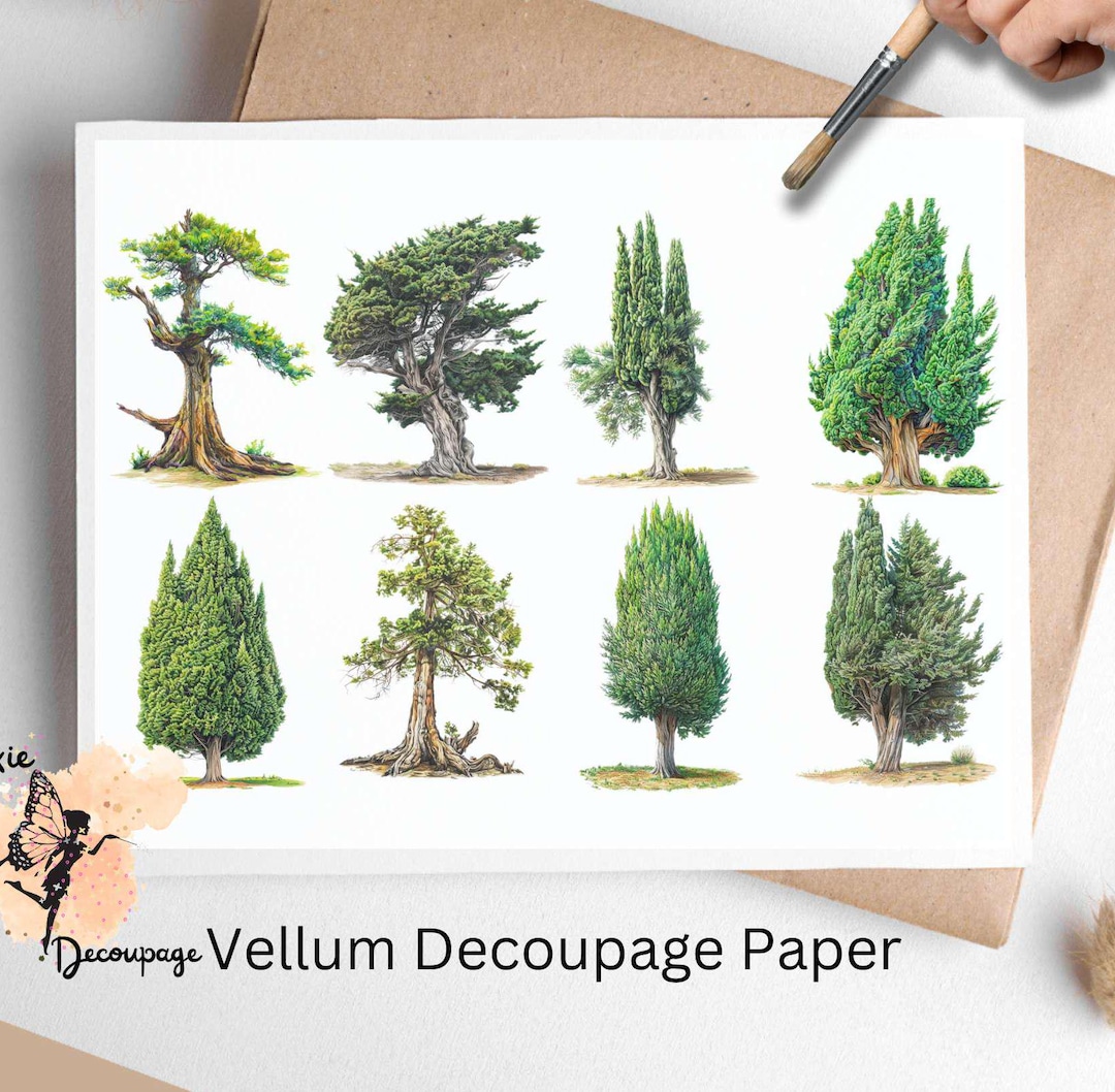 Cypress Tree 2 Decoupage Paper US Letter Size, Shipped to You - Etsy