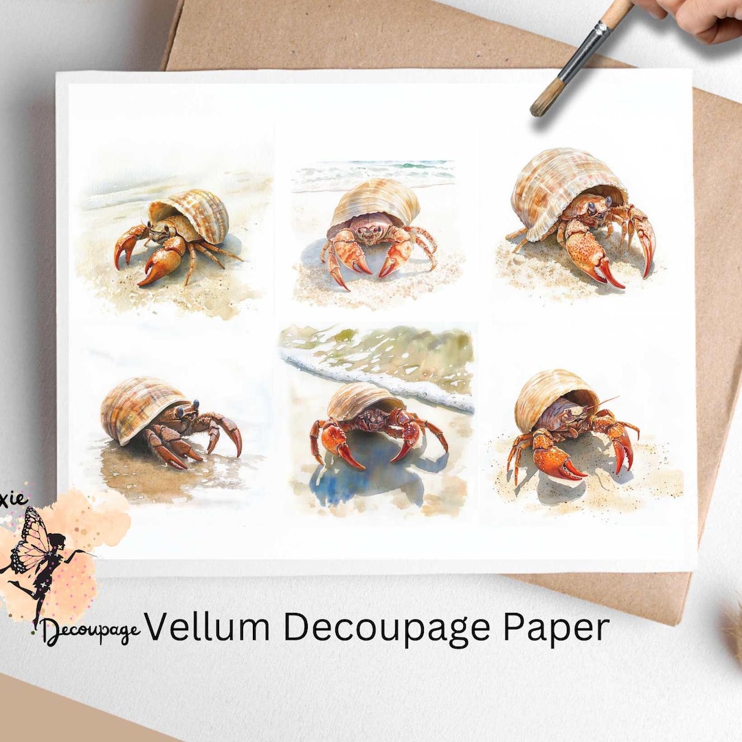 Hermit Crab 1 Decoupage Paper US Letter Size, Shipped to You - Etsy