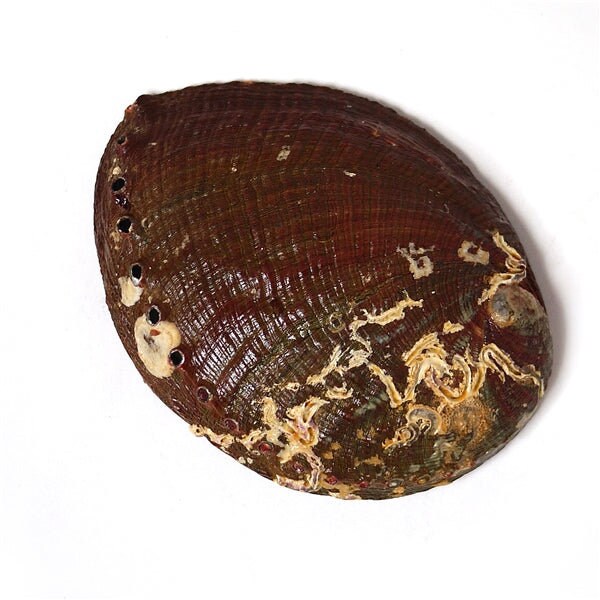 Abalone Shell With Wooden Stand - Etsy