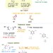 Organic Chemistry Notes: Diels Alder - Etsy