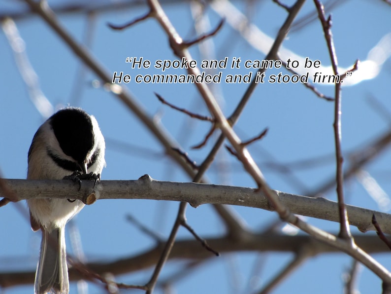 Black Capped Chickadee - Bible Verse Photo - Nature Photography - Etsy