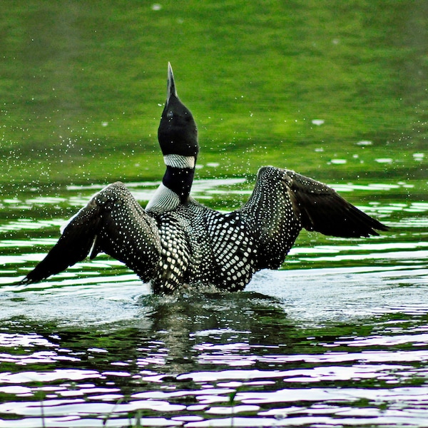 Loon Photo - Etsy