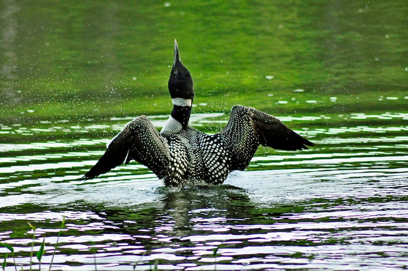 Loon Photo - Nature Photography - Etsy