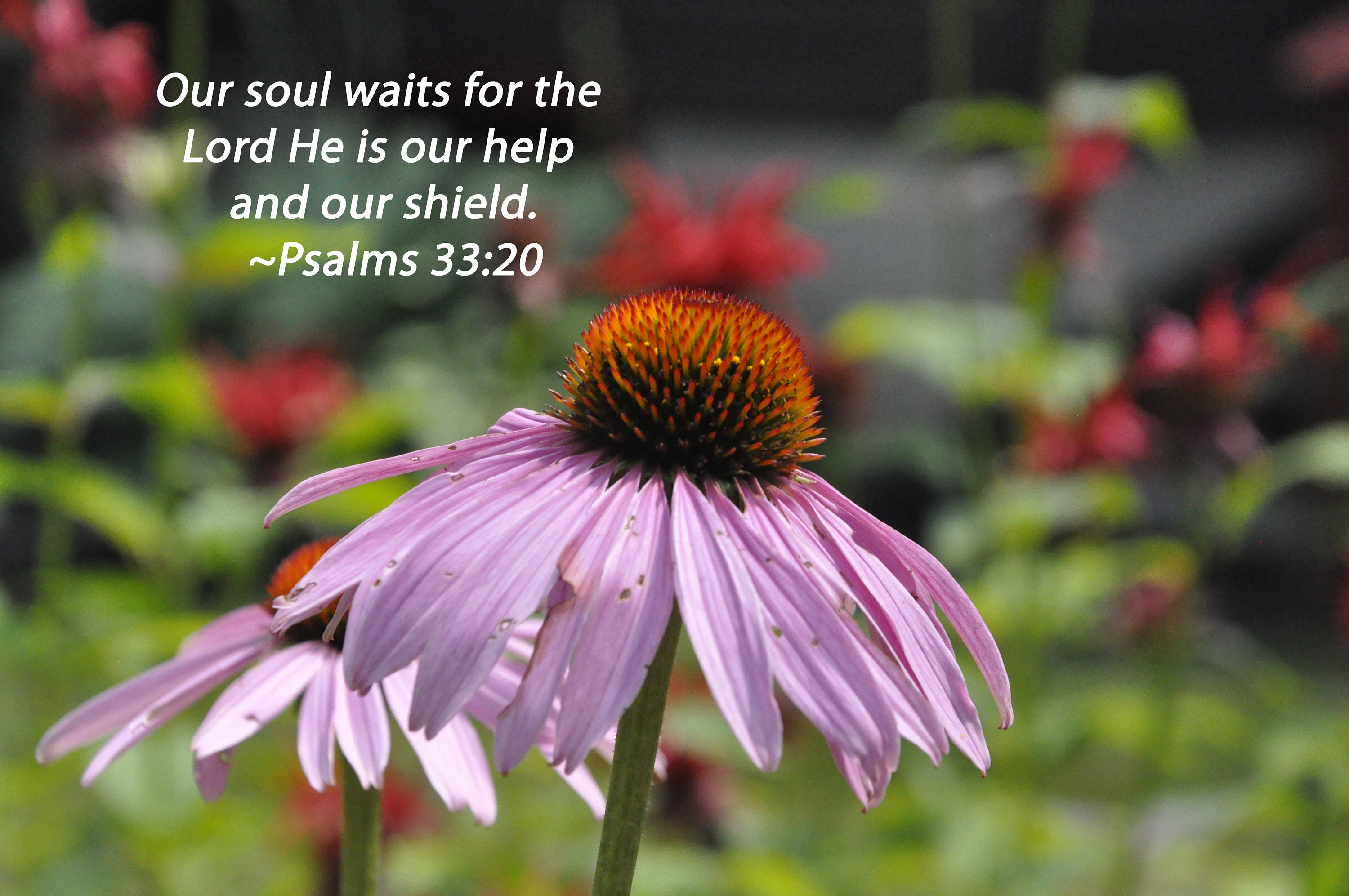 Flower Bible Verse Photo - Nature Photography - Etsy