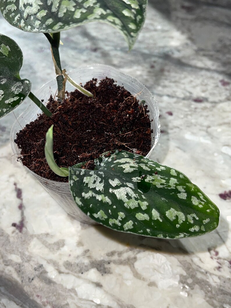 RARE Scindapsus Tricolor Mature 3-leaf *US Seller* - Etsy