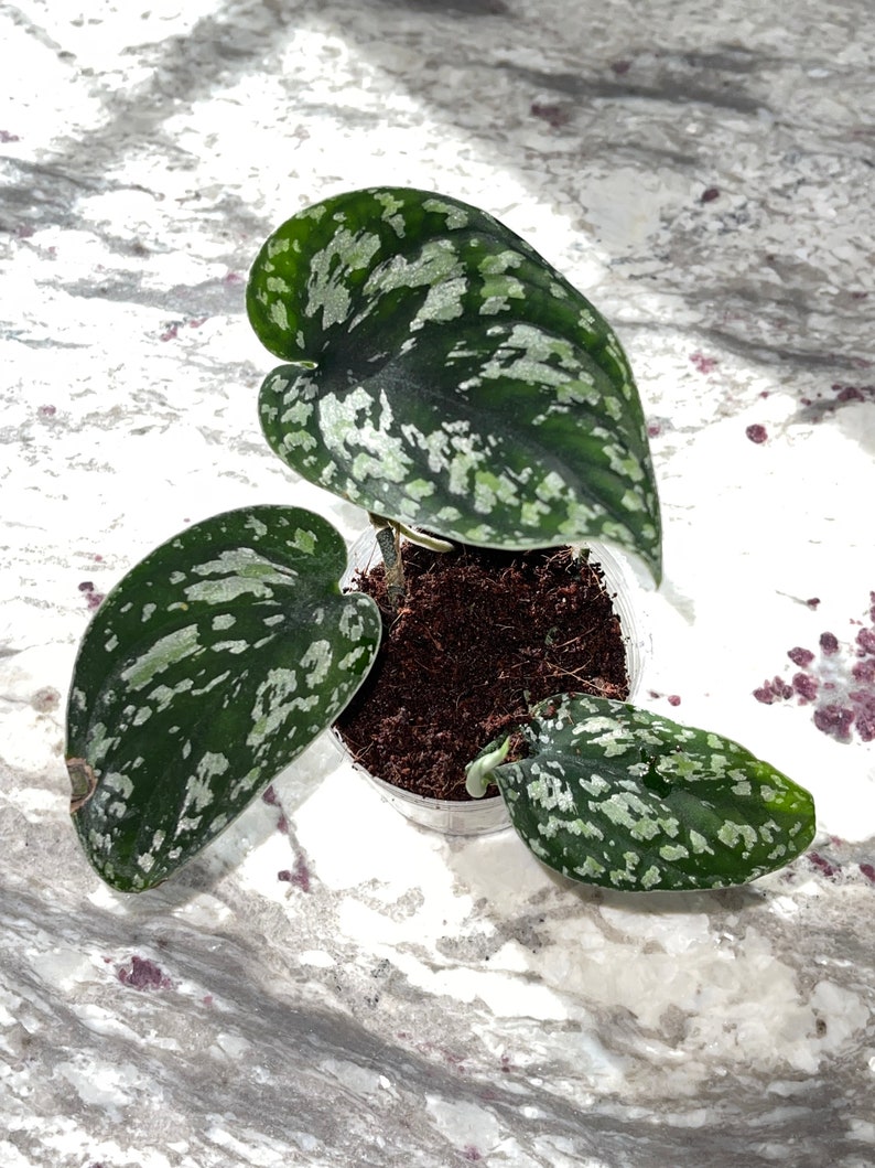 RARE Scindapsus Tricolor Mature 3-leaf *US Seller* - Etsy