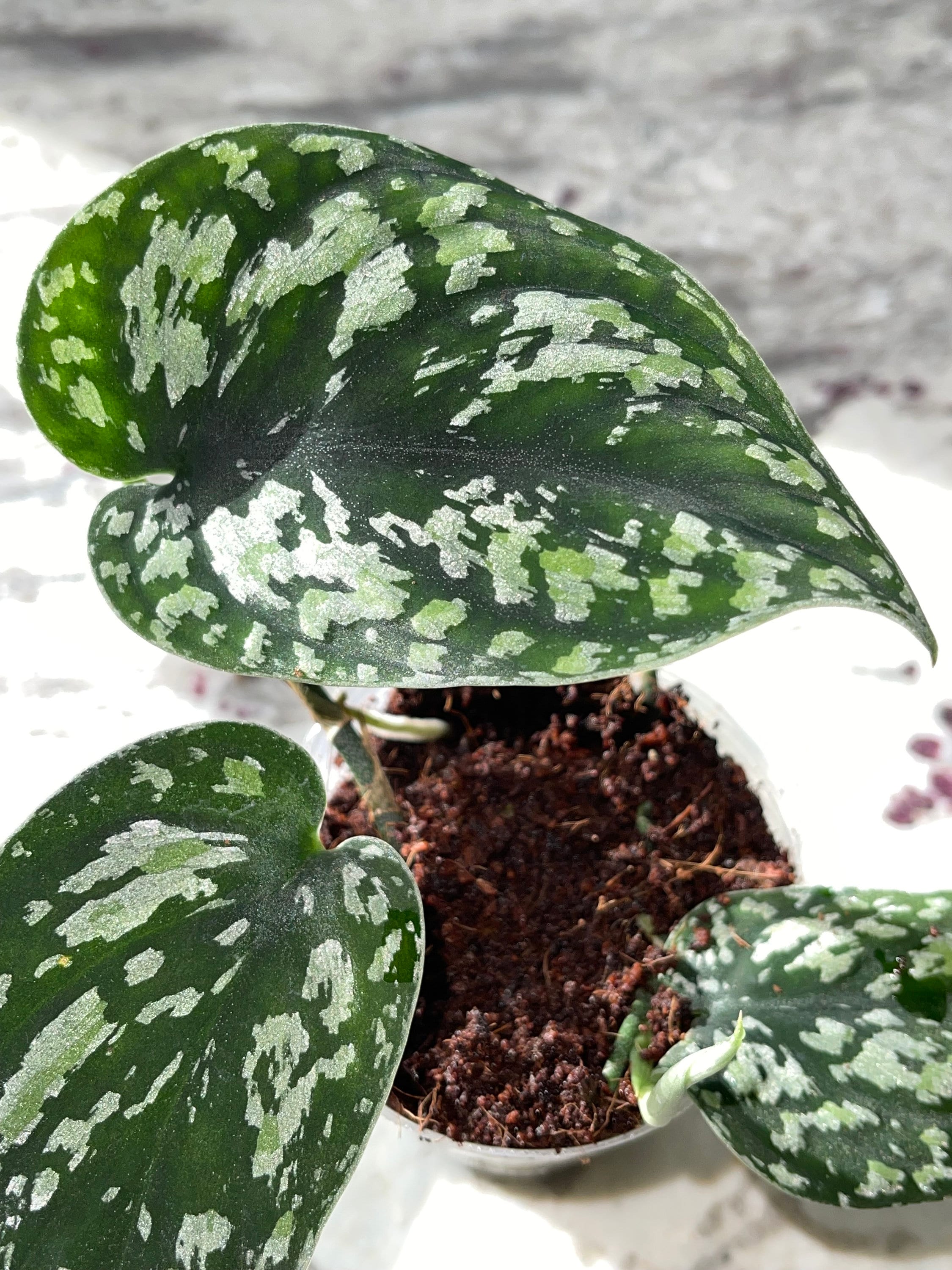 RARE Scindapsus Tricolor Mature 3-leaf *US Seller* - Etsy
