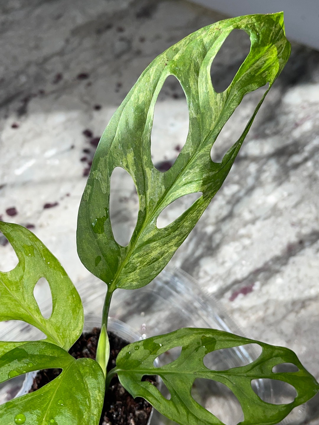 RARE Monstera Adansonii Mint Fully-rooted Plant *US Seller* - Etsy